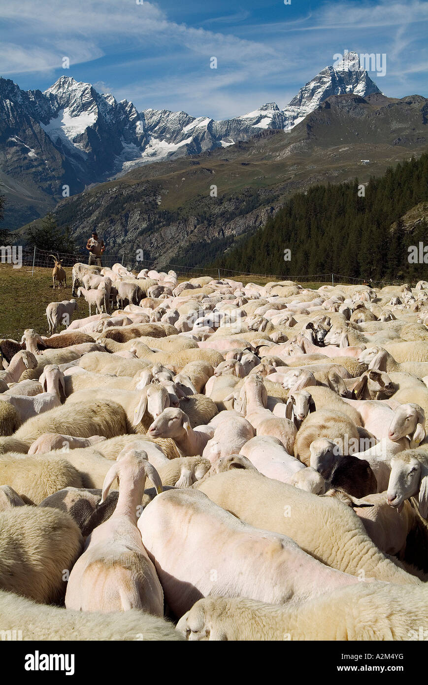 Flock of sheep Cheneil Valtournenche Valle d Aosta Italy Stock Photo ...