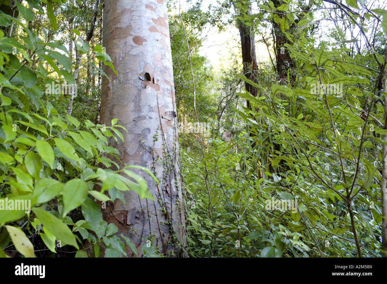 Kauri tree in forest Stock Photo - Alamy