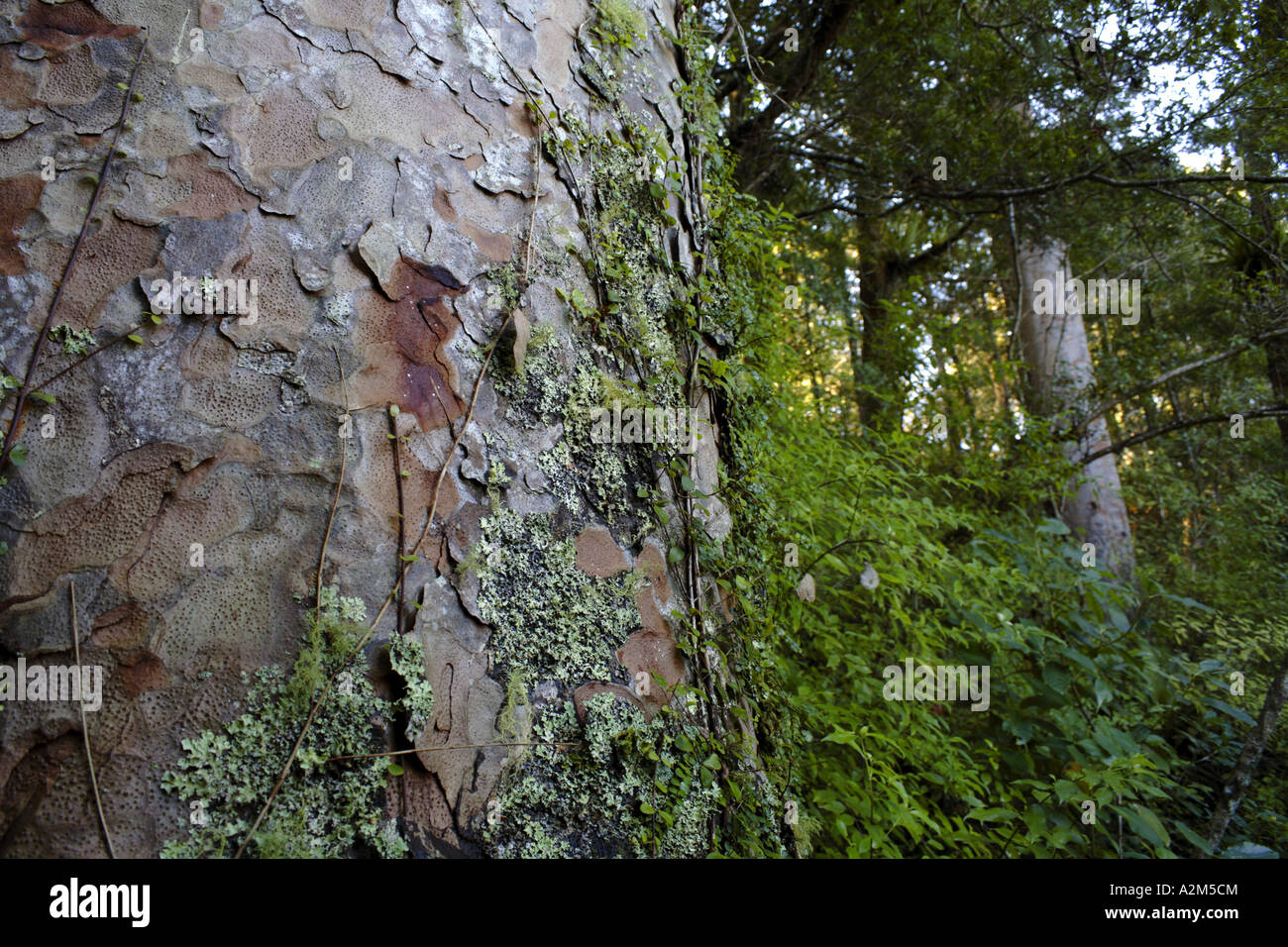 Kauri close up hi-res stock photography and images - Alamy