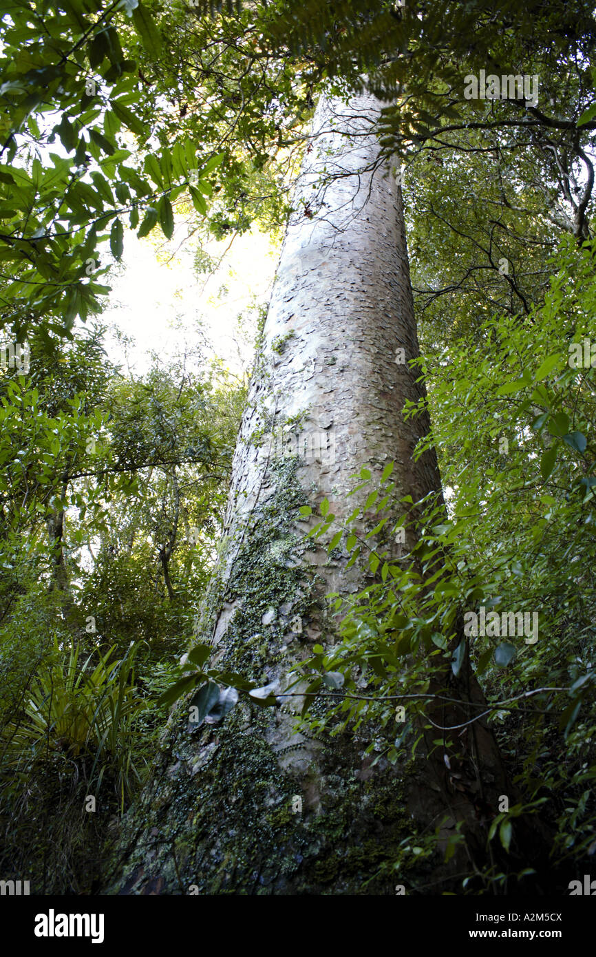 Large Kauri tree in forest Stock Photo - Alamy