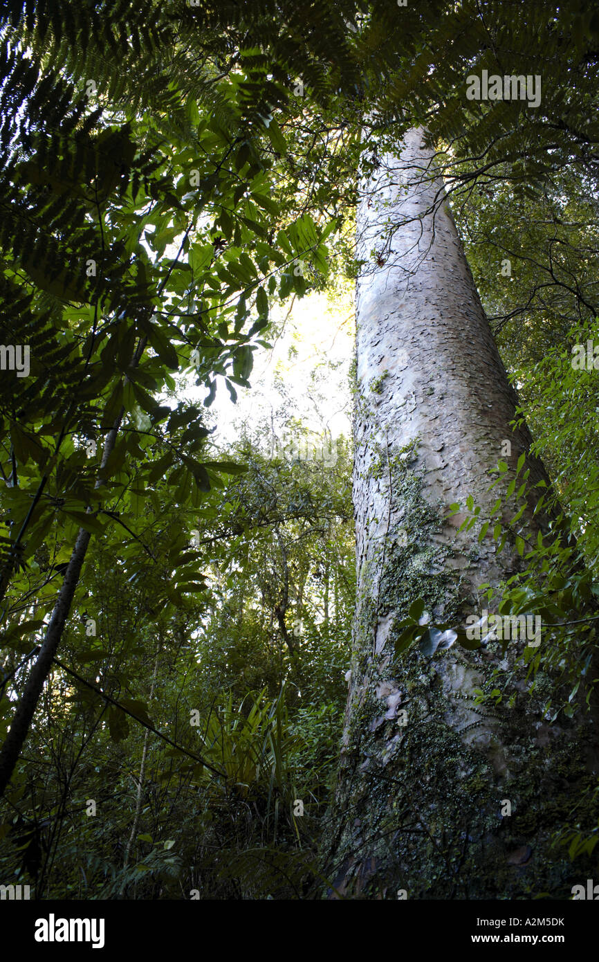 Kauri tree in forest Stock Photo - Alamy