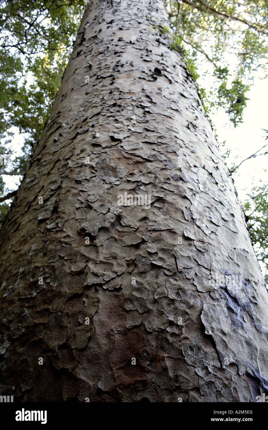 Kauri close up hi-res stock photography and images - Alamy