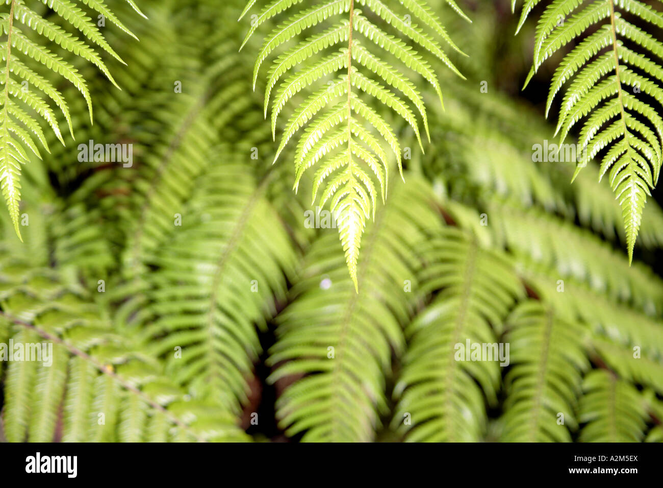 Backdrop of lush ferns hi-res stock photography and images - Alamy