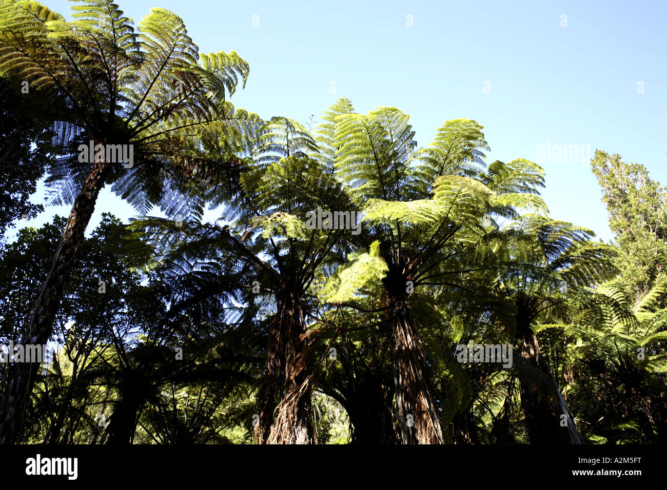 Fern trees and blue sky Stock Photo - Alamy
