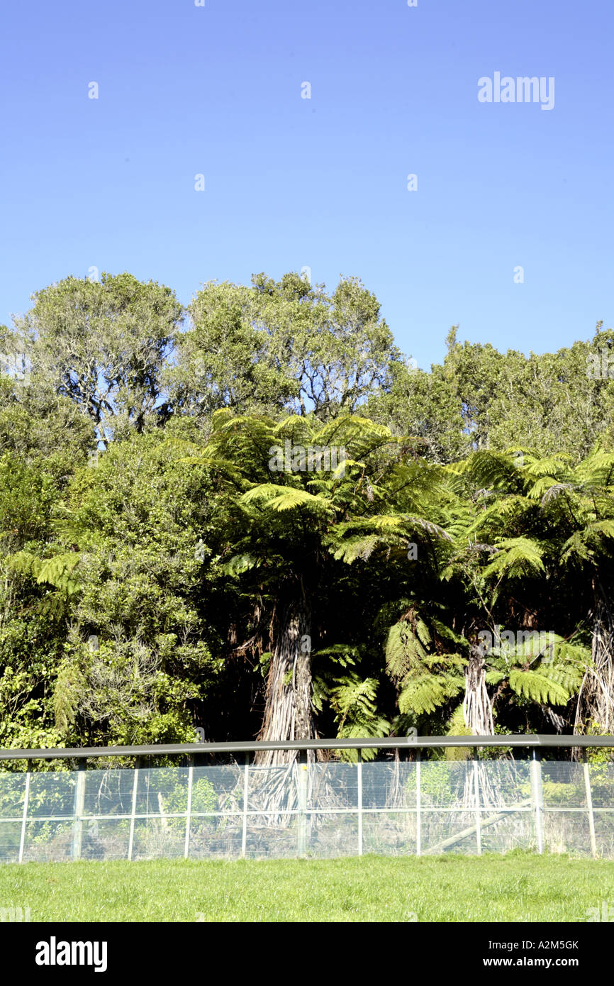 Pest-proof fence surrounding Maungatautari reserve Stock Photo - Alamy