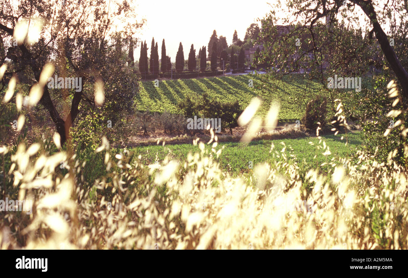 Italy, Tuscany, vineyards and Cypress tree line Stock Photo - Alamy
