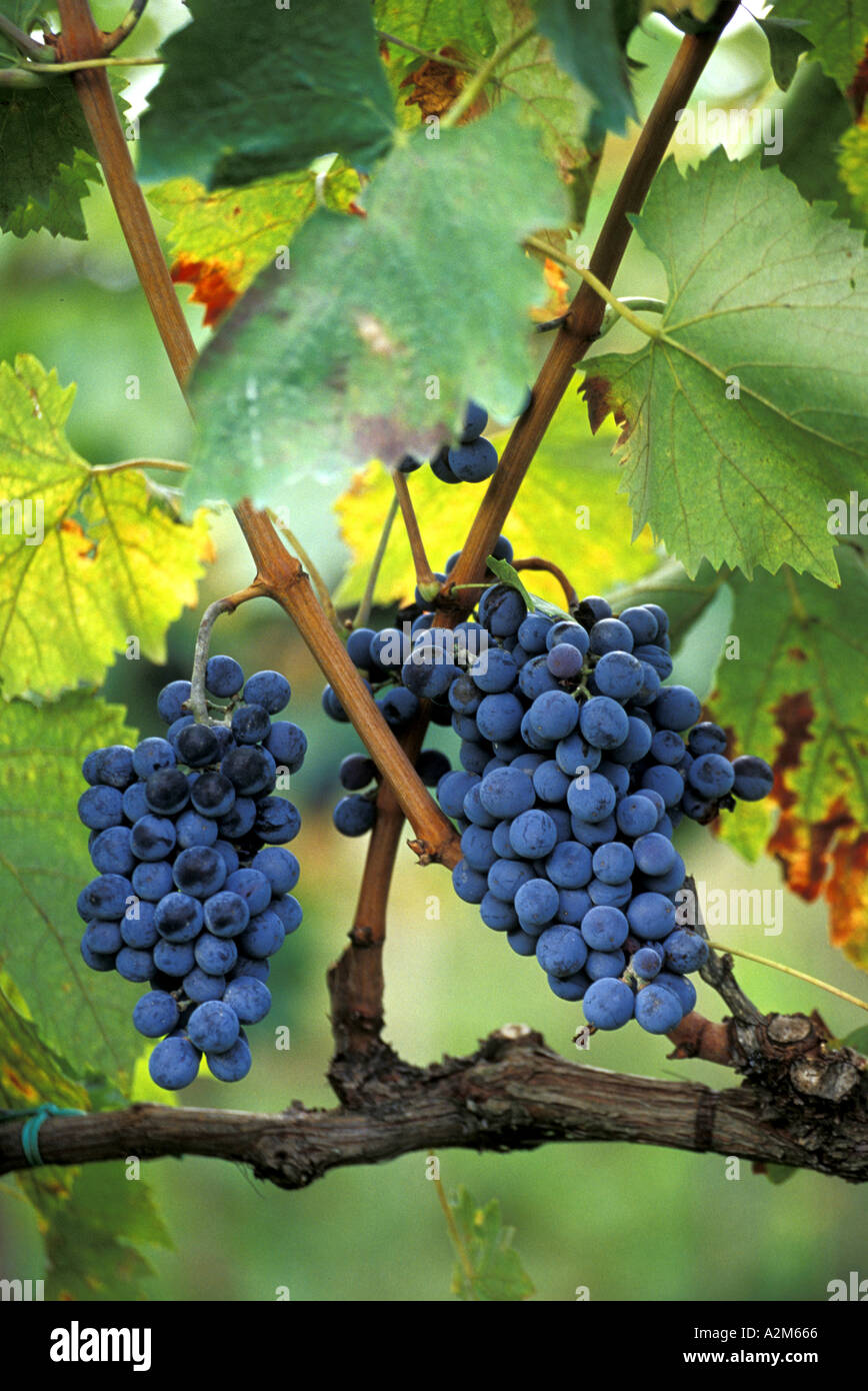 Solomeo hi-res stock photography and images - Alamy