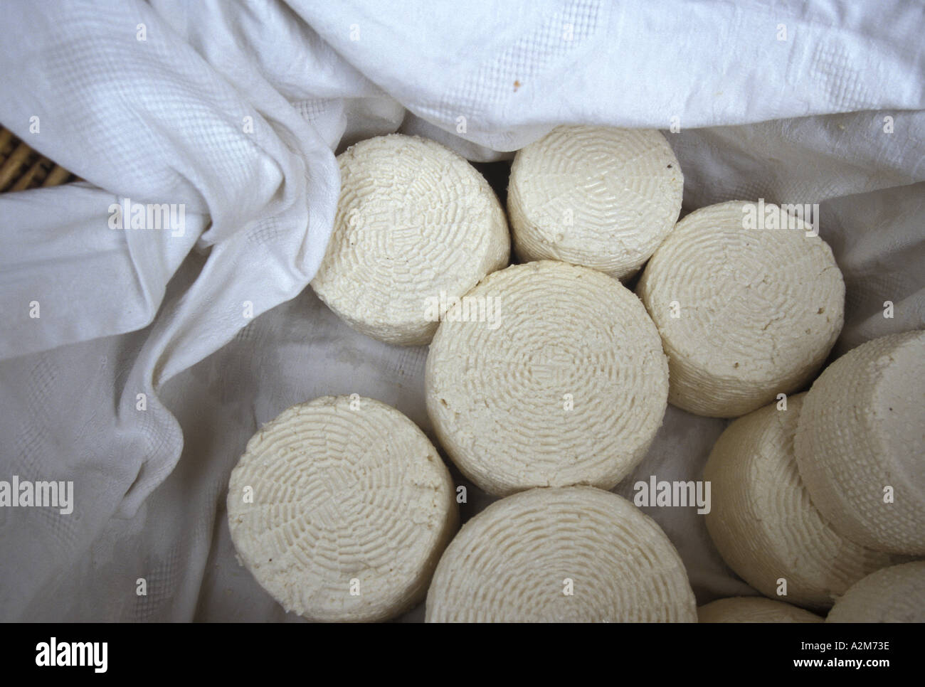 Ratta hi-res stock photography and images - Alamy