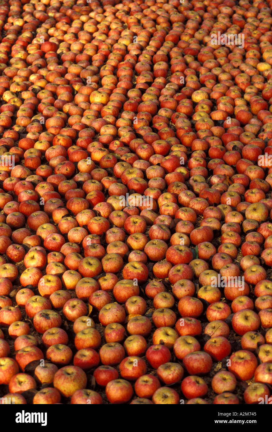 Annurca hi-res stock photography and images - Alamy