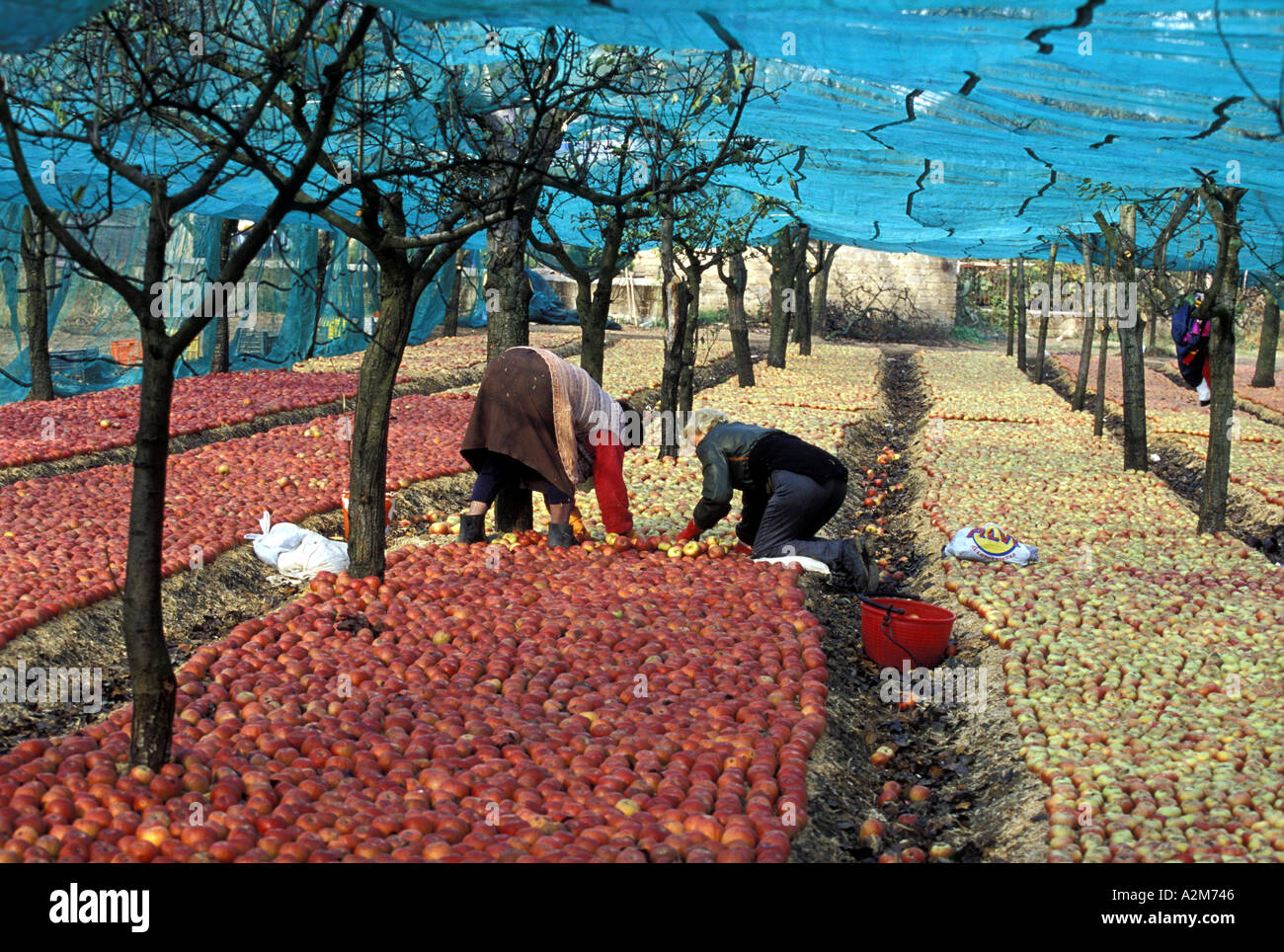 Annurca apples in a typical apples cultivation Stock Photo - Alamy
