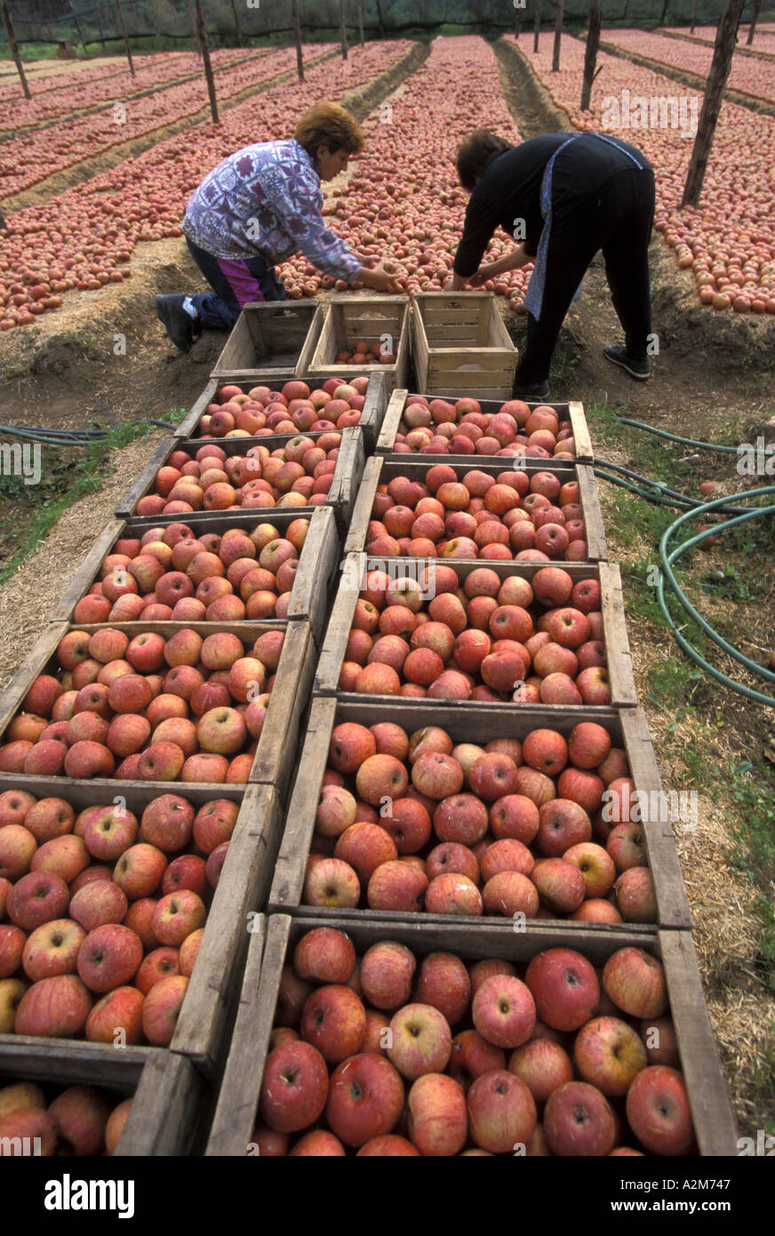 Apple annurca hi-res stock photography and images - Alamy