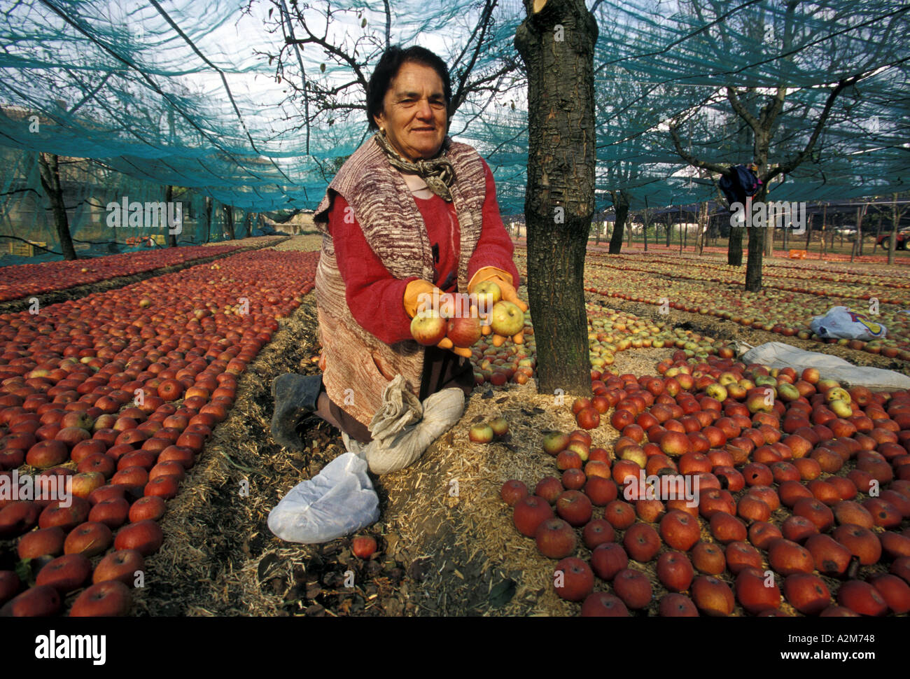 Annurca apples in a typical apples cultivation Stock Photo - Alamy