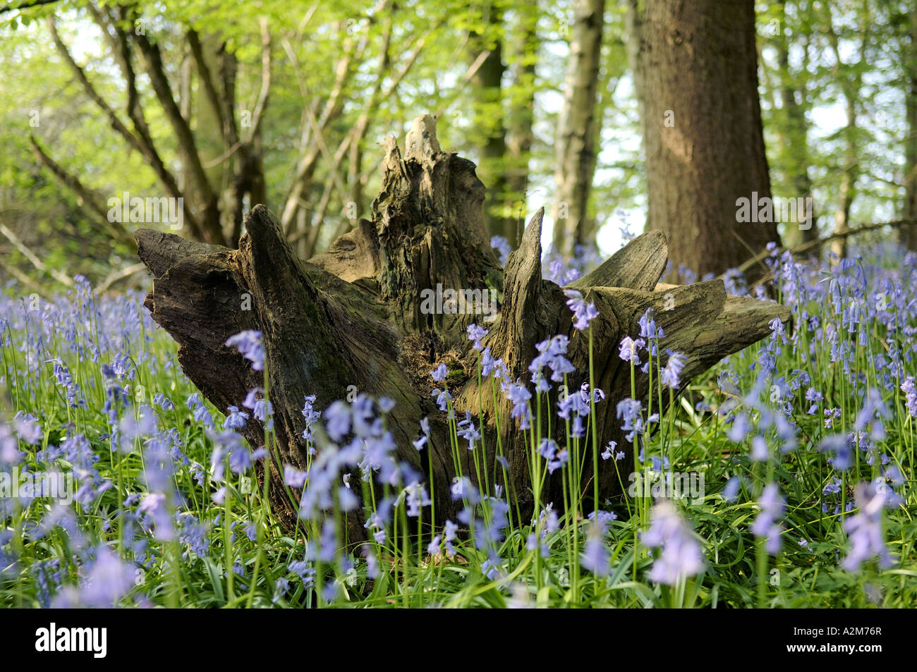 Tree Stump Surrounded by Bluebells Stock Photo - Alamy