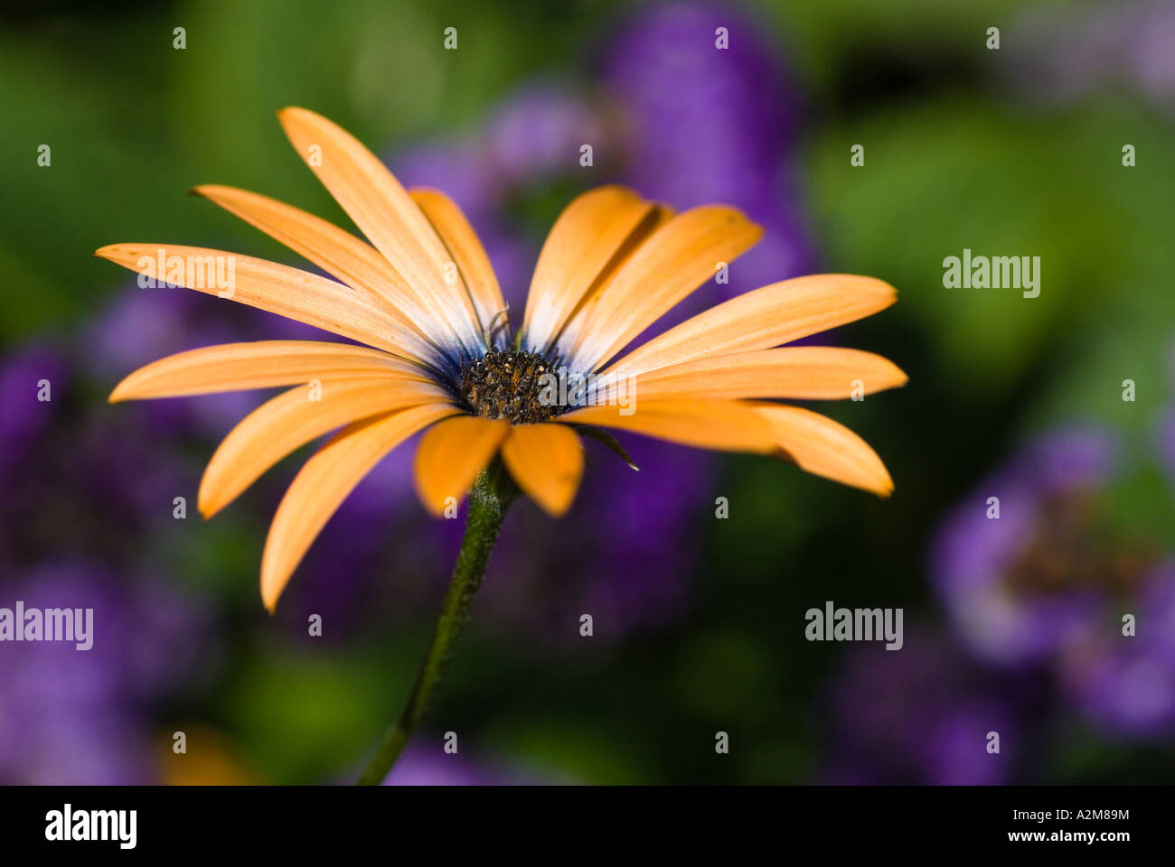 An orange osteospermum in full bloom Stock Photo - Alamy