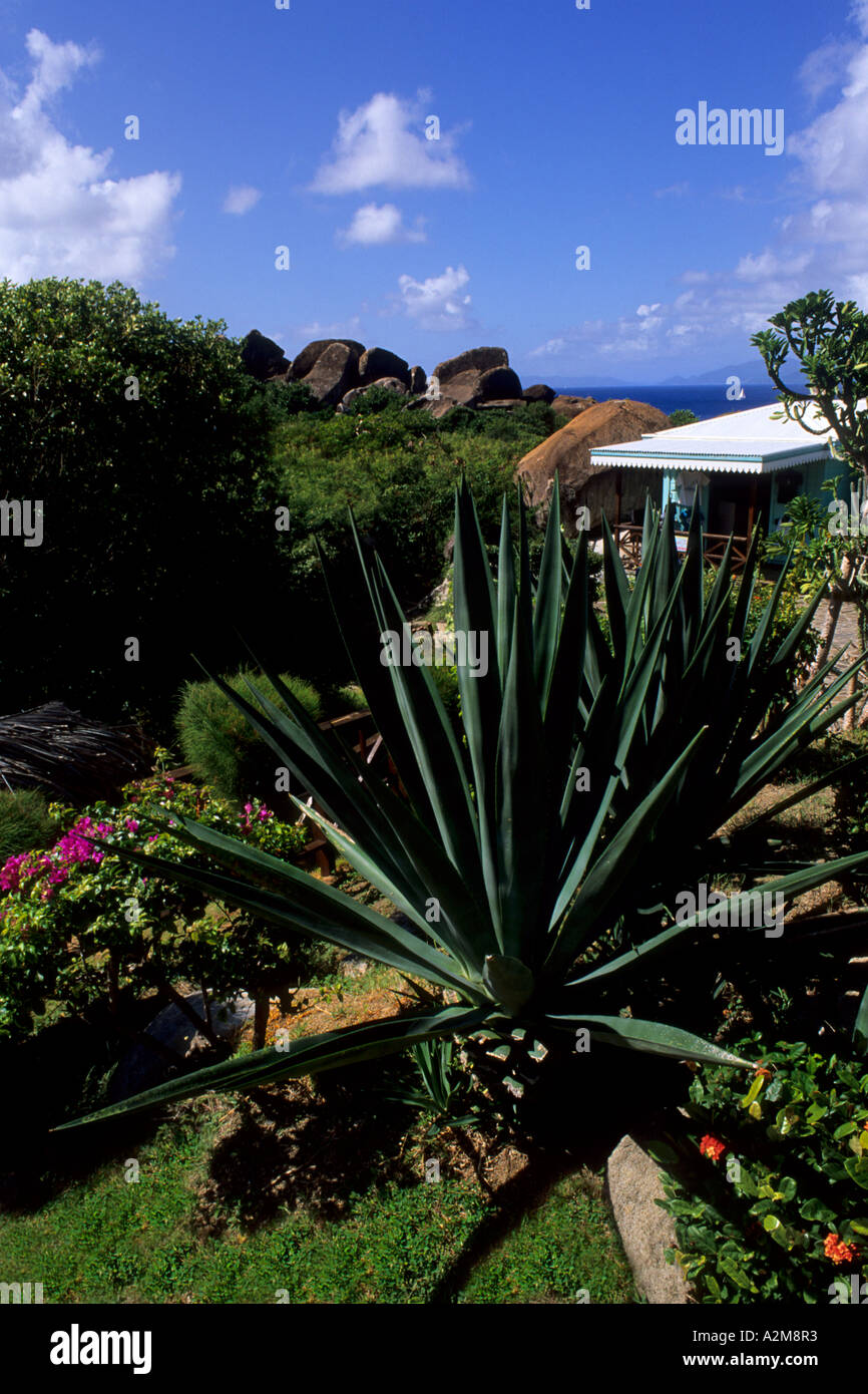 Cactus virgin islands hi-res stock photography and images - Alamy