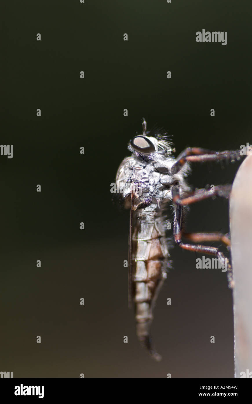 Fly insect diptera asilidae hi-res stock photography and images - Alamy