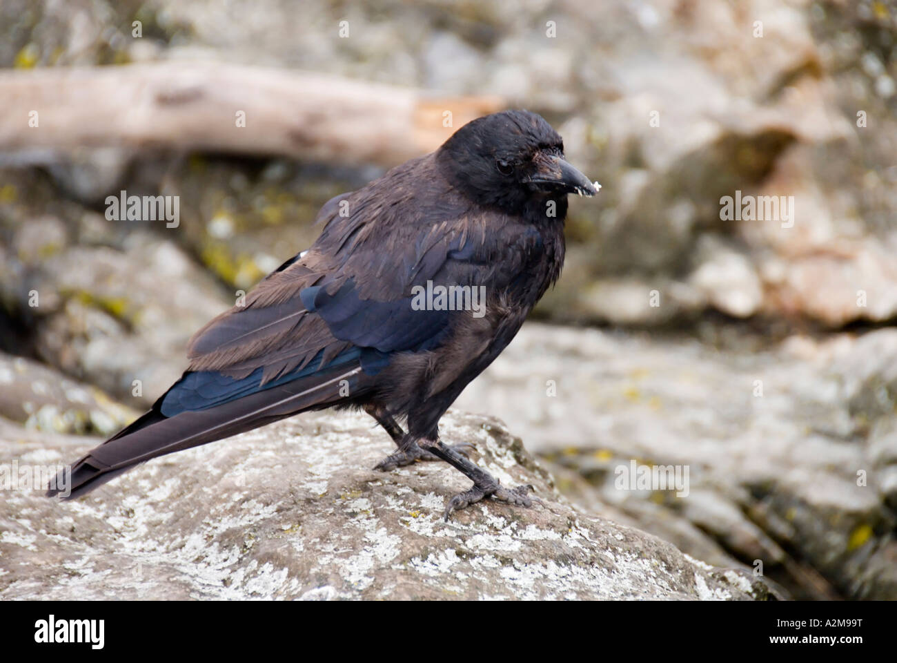 A northwestern crow shows the subtle colours of its plumage Stock Photo ...