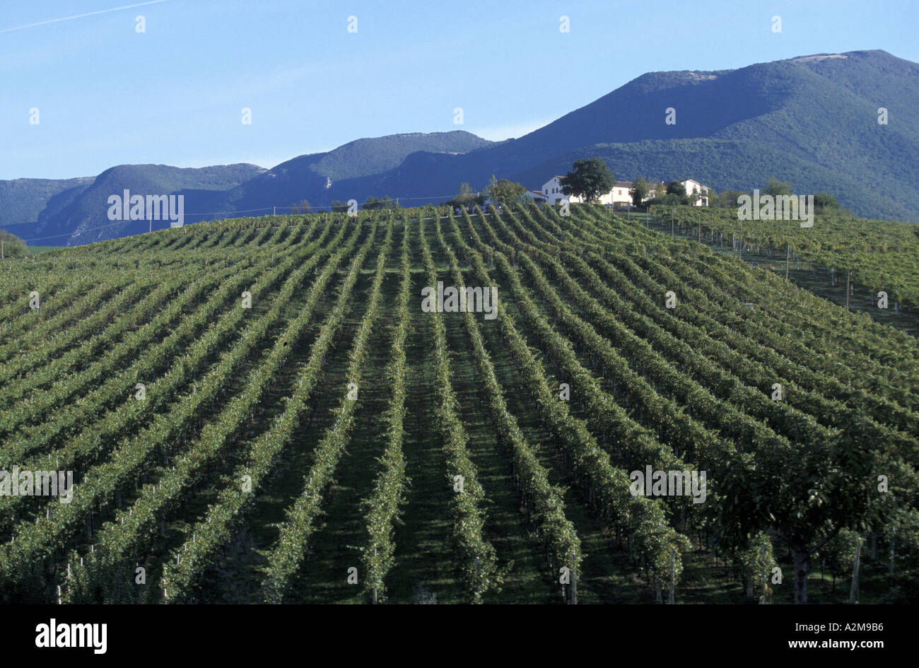Marche italy verdicchio hi-res stock photography and images - Alamy