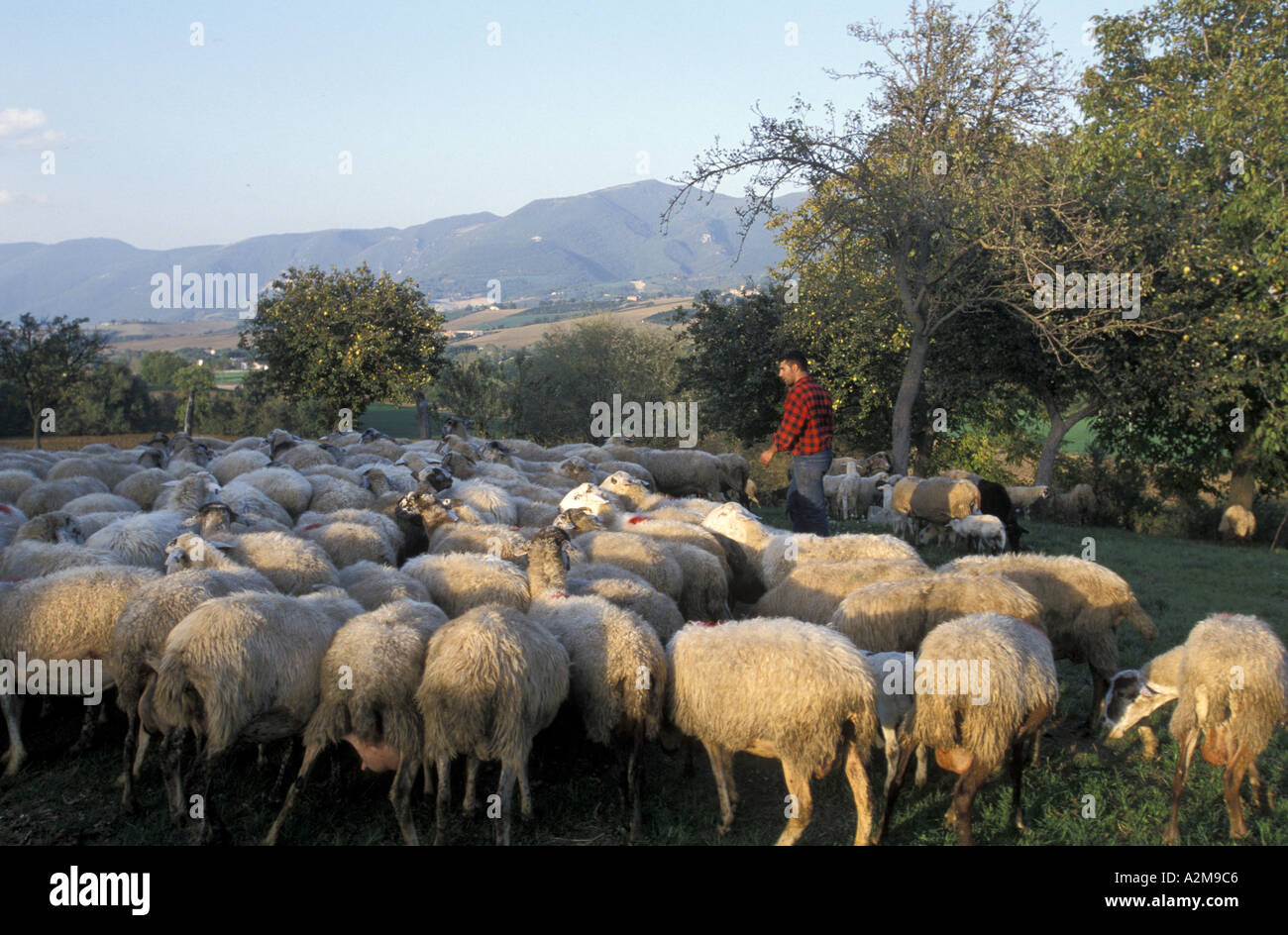 Ossoli hi-res stock photography and images - Alamy