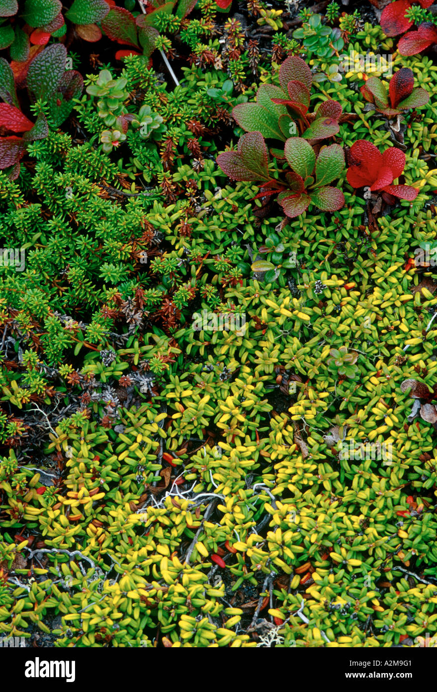 ASIA, Russia, Kamchatka Mixed vegetation changing colours Stock Photo ...