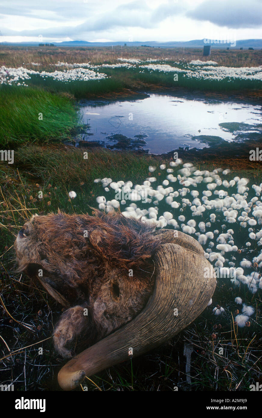 Russia's Far East - Wrangel Island. The head of a dead Musk Ox lying ...