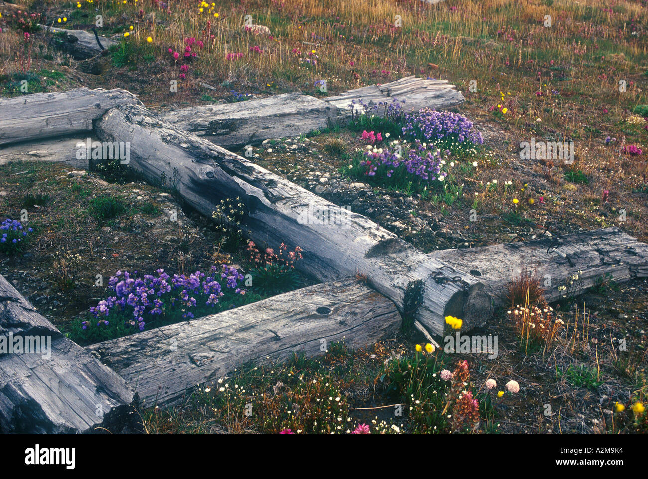 Russia’s arctic tundra hi-res stock photography and images - Alamy