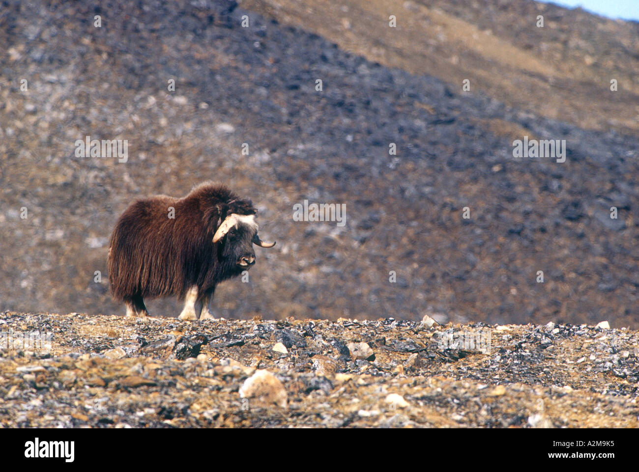 Russia's Far East - Wrangel Island. Musk Ox Stock Photo - Alamy