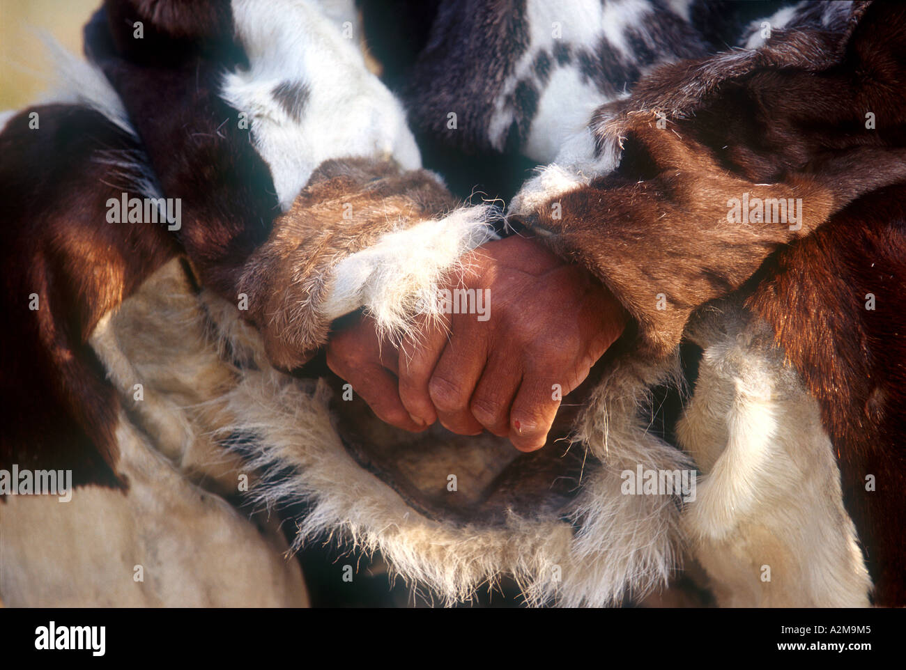 Russia, Siberia, Details of a traditional Chukchi costume. Russia's Far ...