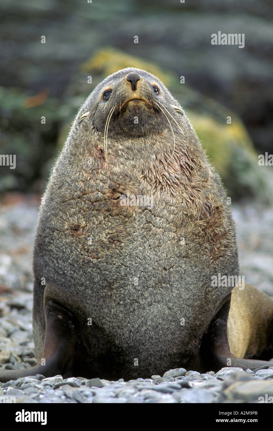 Asia, Russia, Siberian Arctic. Northern Fur Seal Stock Photo - Alamy