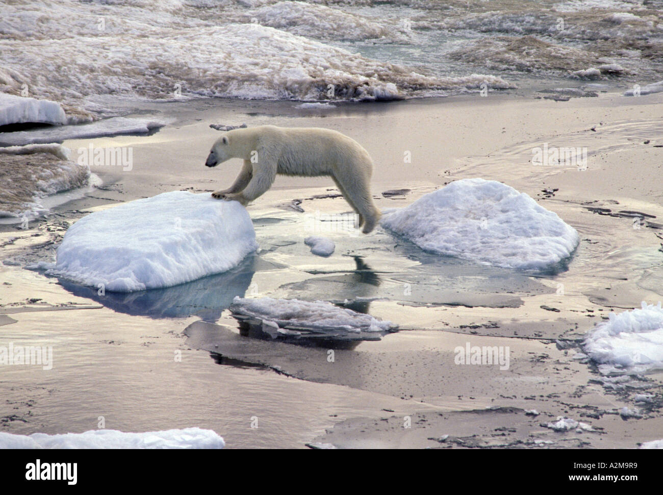 Asia, Russia, Siberian Arctic. Polar bear leaping across floating ice ...