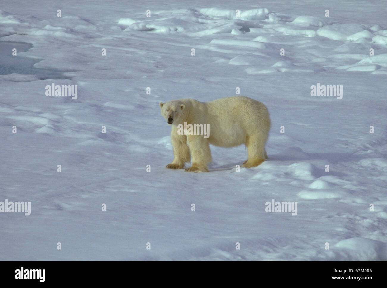 Asia, Russia, Soviet Arctic. Polar Bear Stock Photo - Alamy