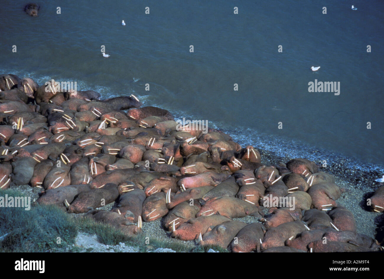 Asia, Russia, Siberian Arctic, Bering Sea, Arakamchechen Island ...