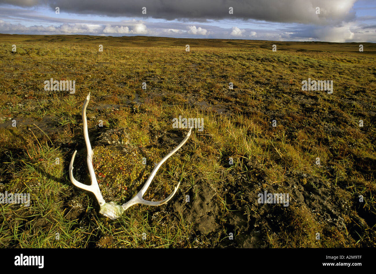 Arctic Tundra Spring