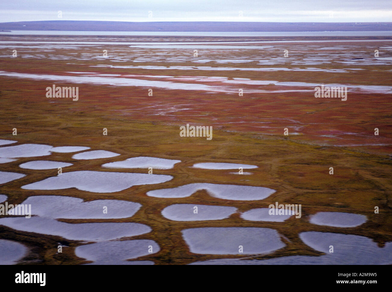 Asia, Russia, Siberian Arctic. Coastal tundra Stock Photo - Alamy