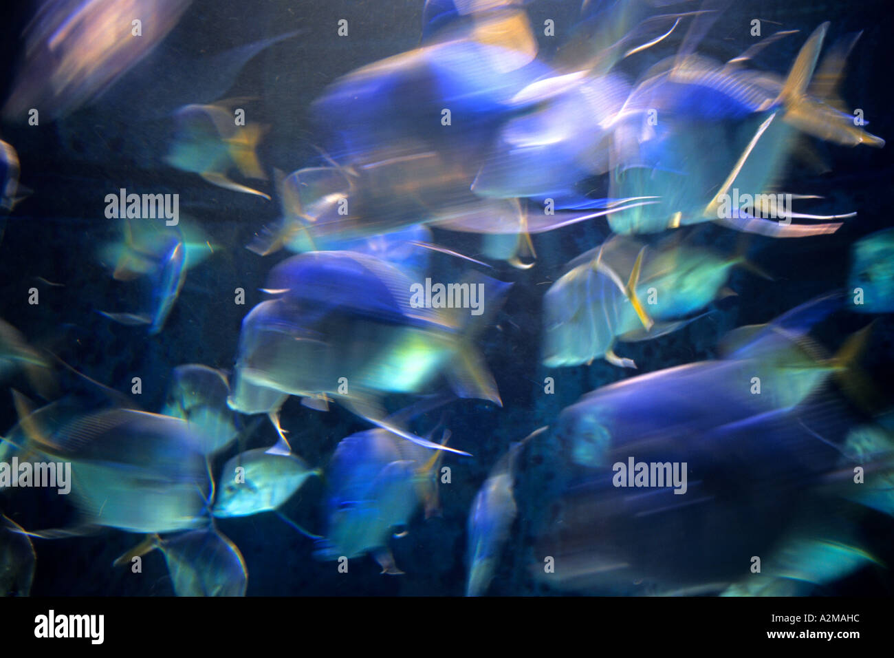 Fabulous fish hi-res stock photography and images - Alamy