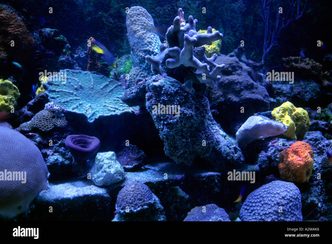 Fish aquarium atlantis bahamas hi-res stock photography and images - Alamy