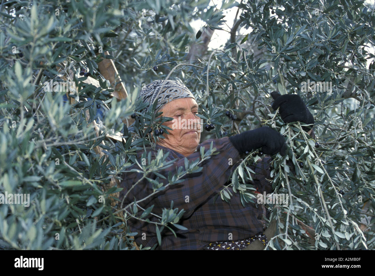 Olive picking italy hi-res stock photography and images - Alamy
