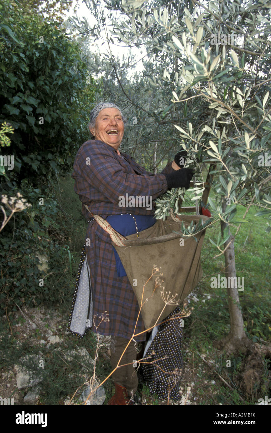 Olive picking italy woman hi-res stock photography and images - Alamy