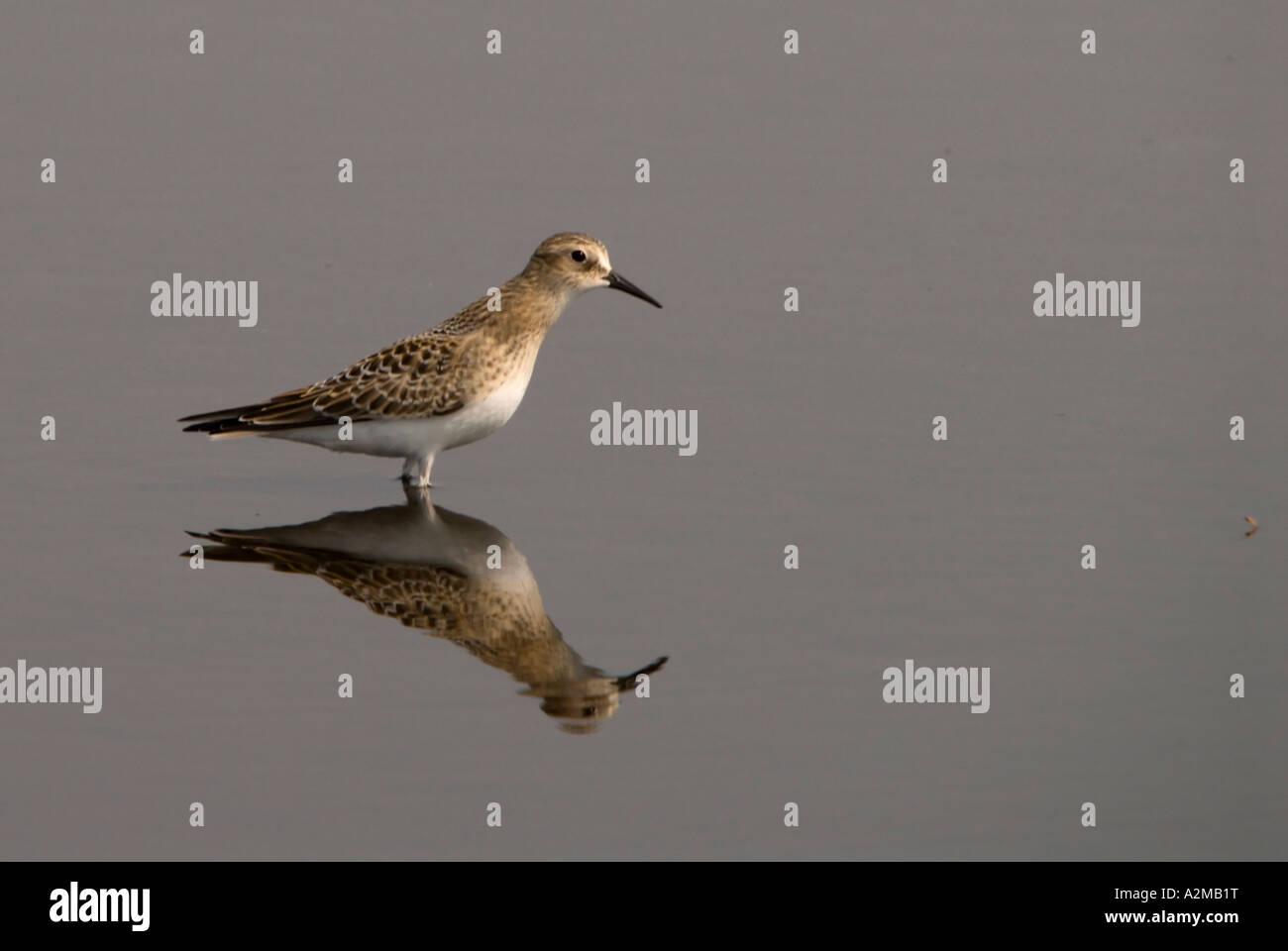 Frank Lake, Alberta Stock Photo - Alamy