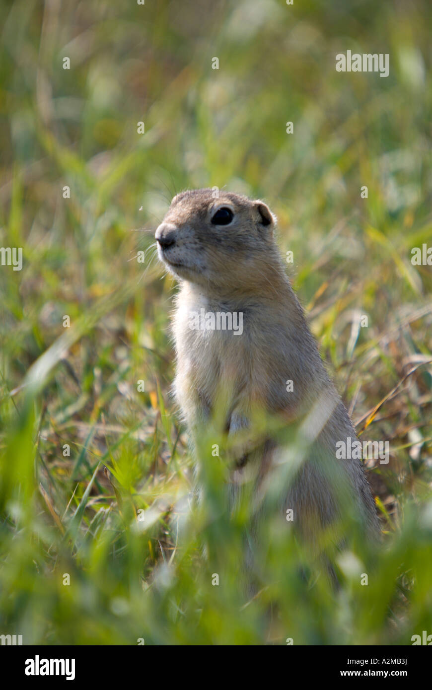 A Richardson's ground squirrel at Carseland, Alberta Stock Photo - Alamy