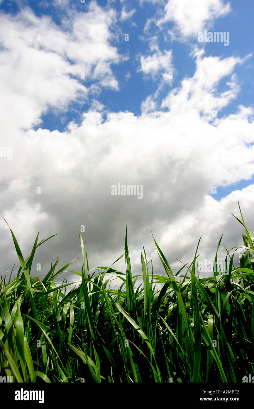 Grass from below Stock Photo - Alamy