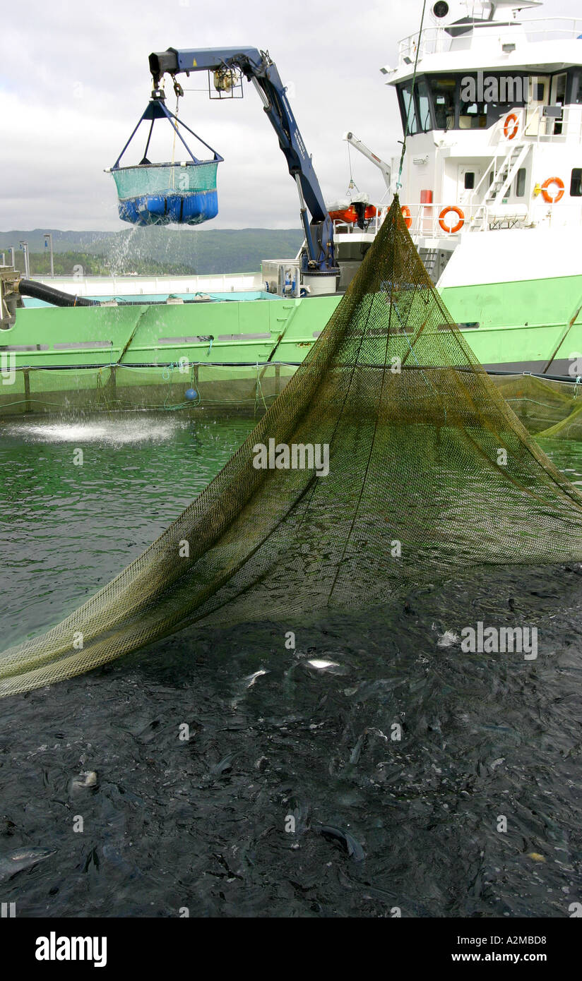 Ship slaughter hi-res stock photography and images - Alamy