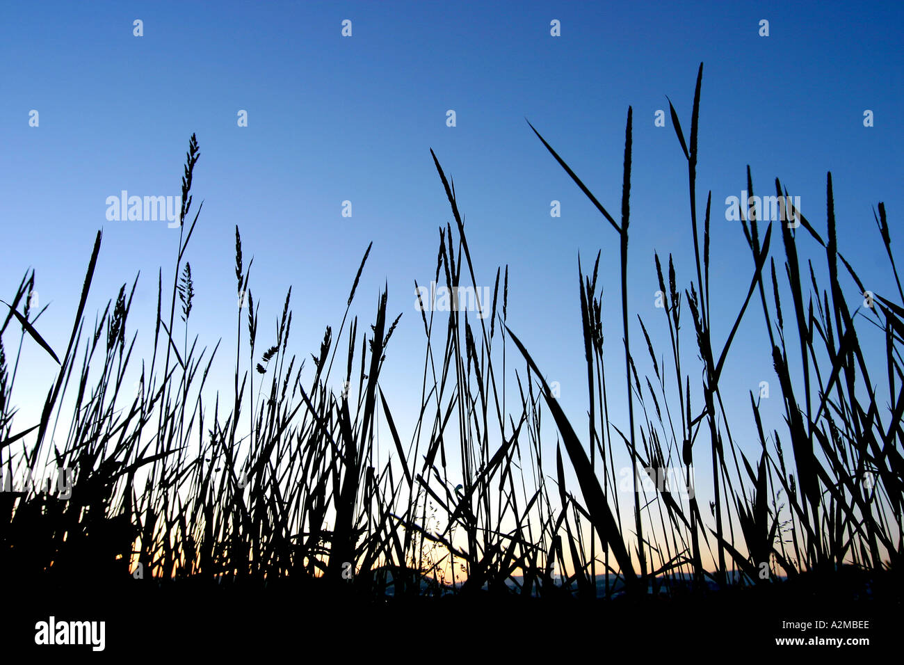 Blade of straw hi-res stock photography and images - Alamy