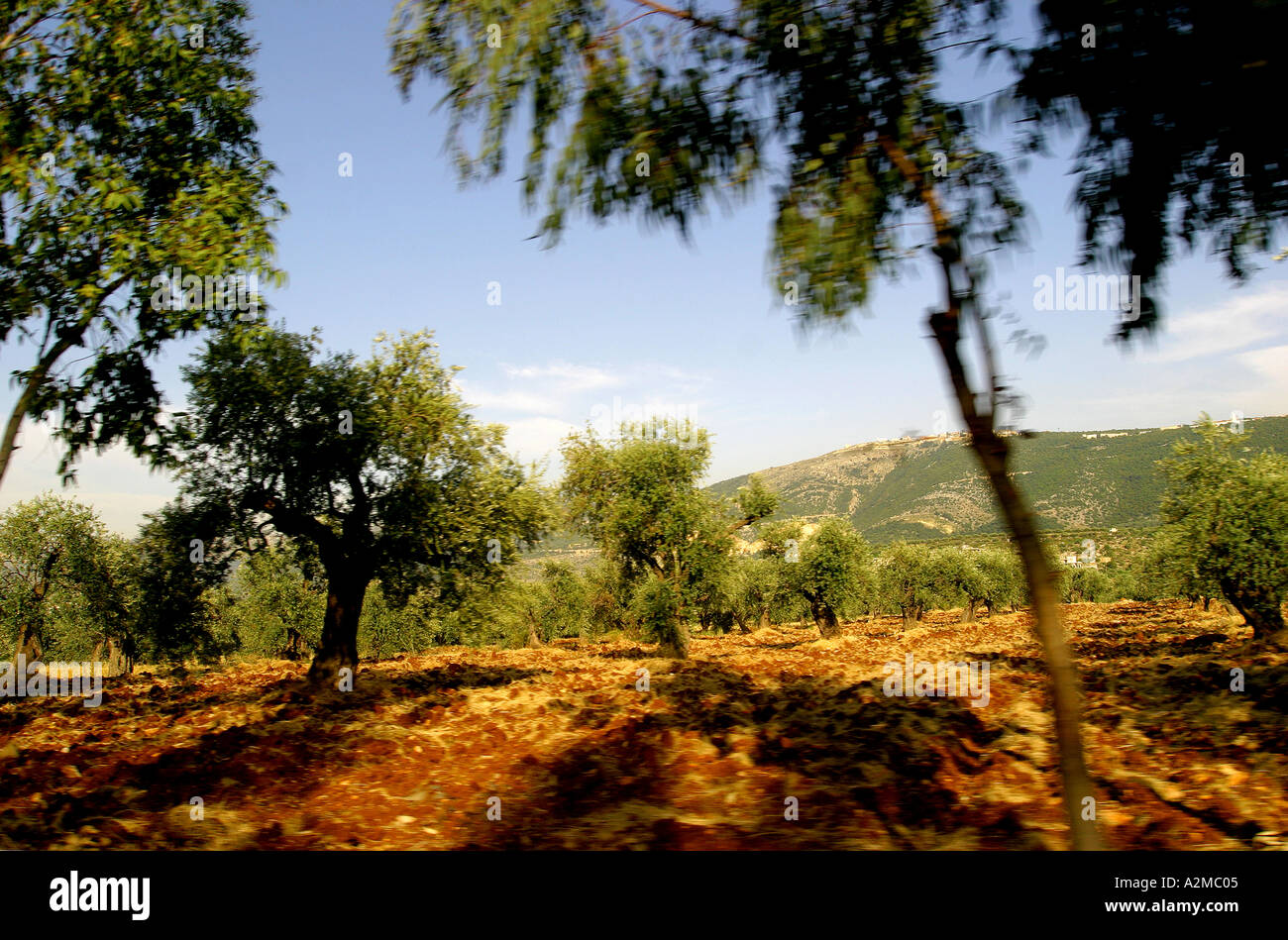 Lebanon landscape olive tree hi-res stock photography and images - Alamy
