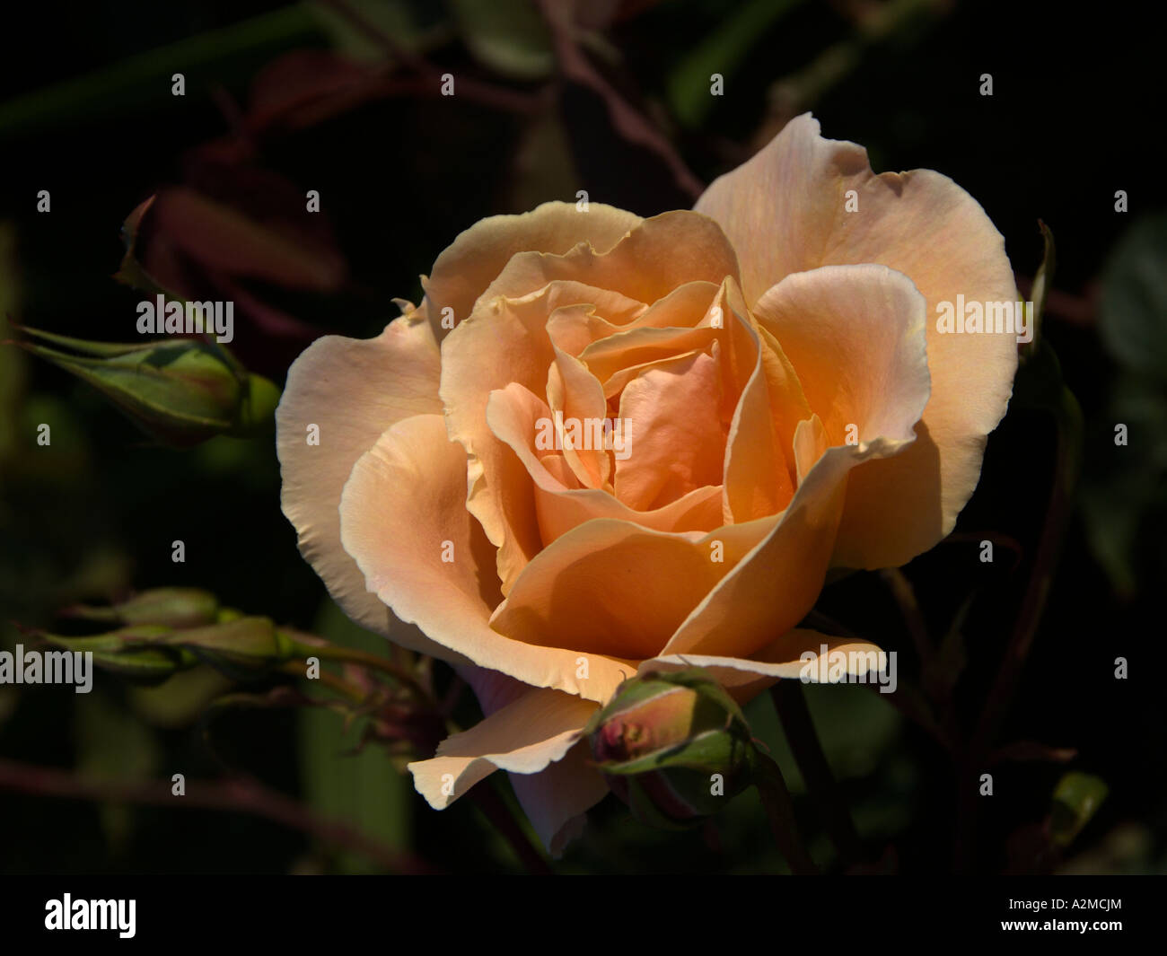 Fotos Fotos Victoria Rosa