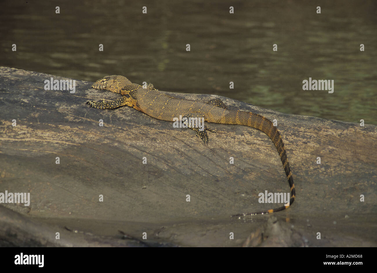 Legavaan hi-res stock photography and images - Alamy