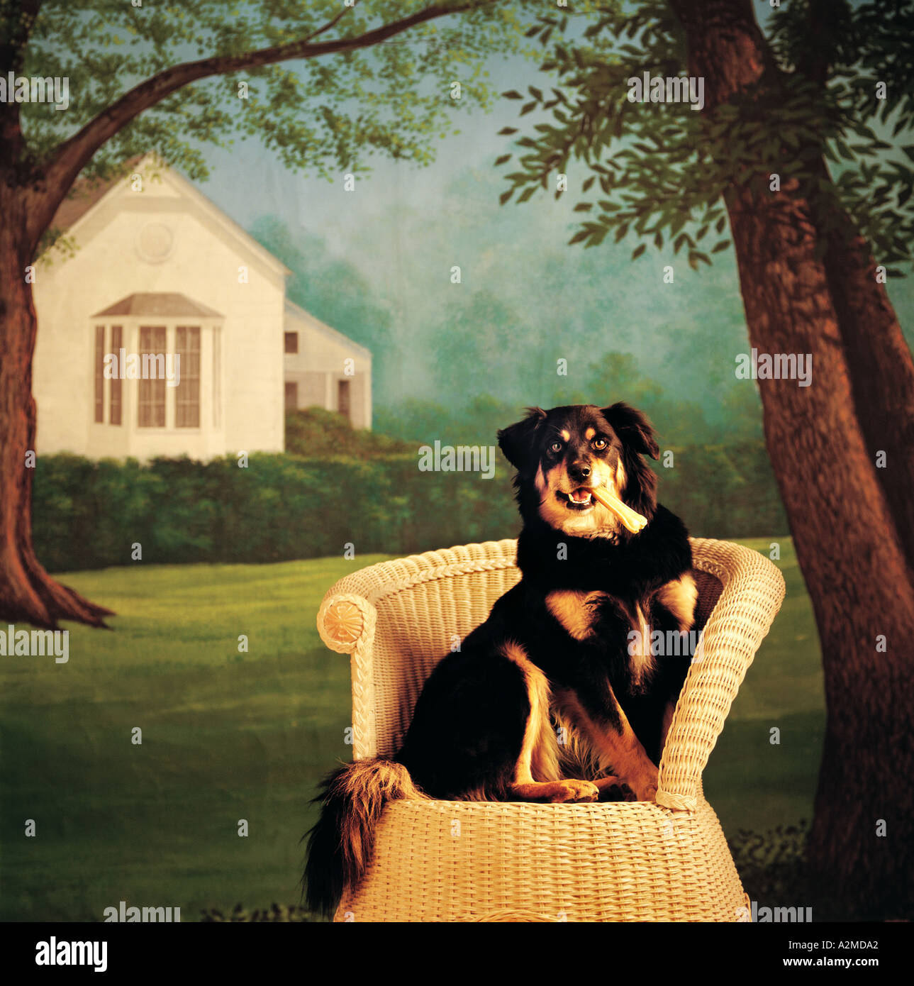 What a good dog hi-res stock photography and images - Alamy