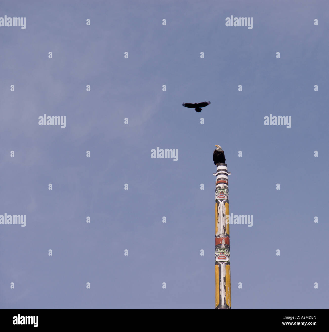 Northwestern Crow and Bald Eagle, Victoria, British Columbia Stock ...