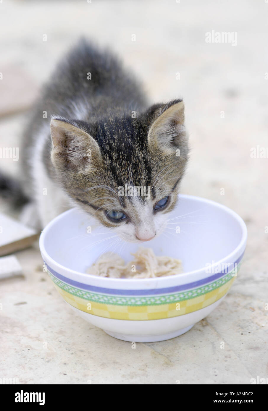 Black cat eating home hi-res stock photography and images - Alamy