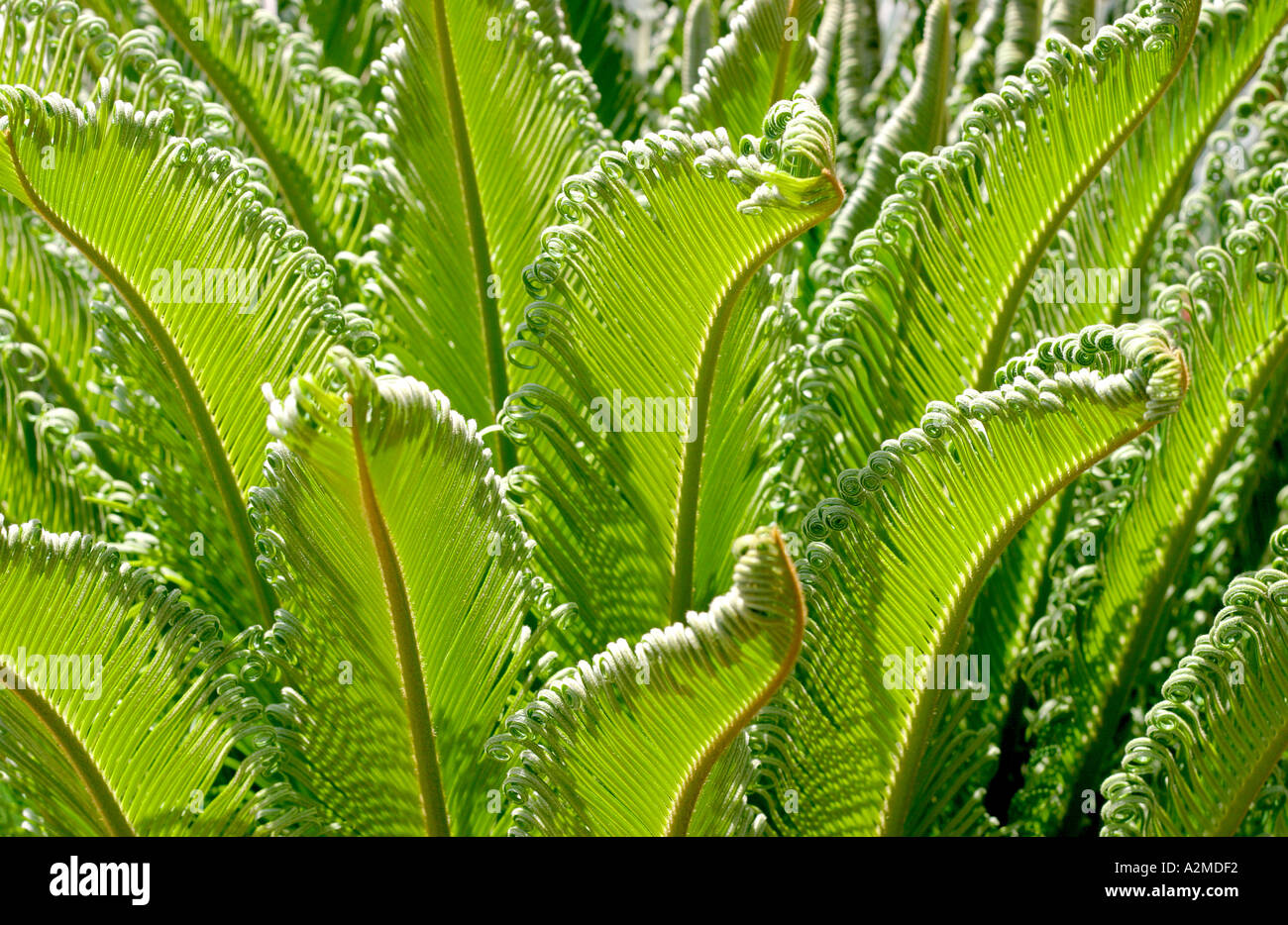 CYCAD CYCAS REVOLUTA Sago Palm Fern tropical Stock Photo - Alamy